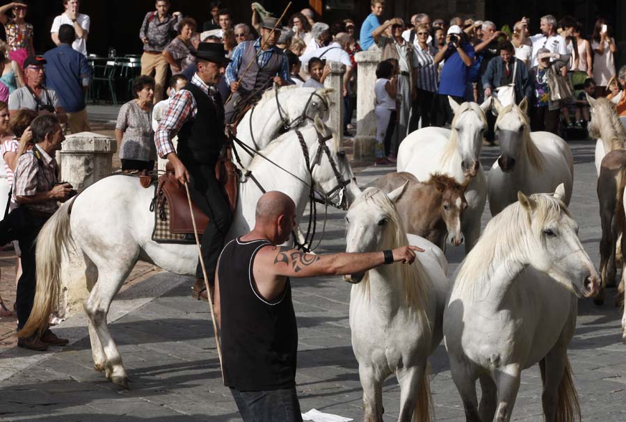 Tutte le foto della TRANSUMANZA - Siena News